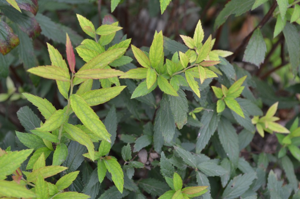 Encourage New Growth - Green Thumb Advice Encourage New Growth - Green Thumb Advice