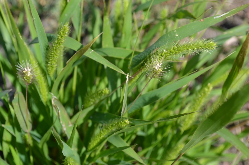 Yellow Foxtail Is An Summer Annual Grassy Weed